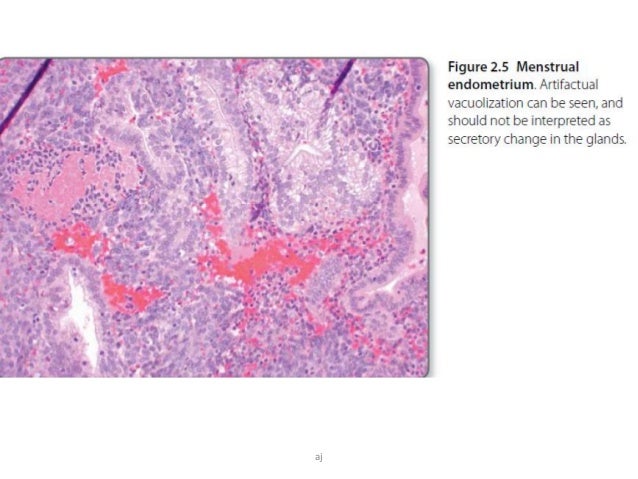 Phases Of Endometrium Histology
