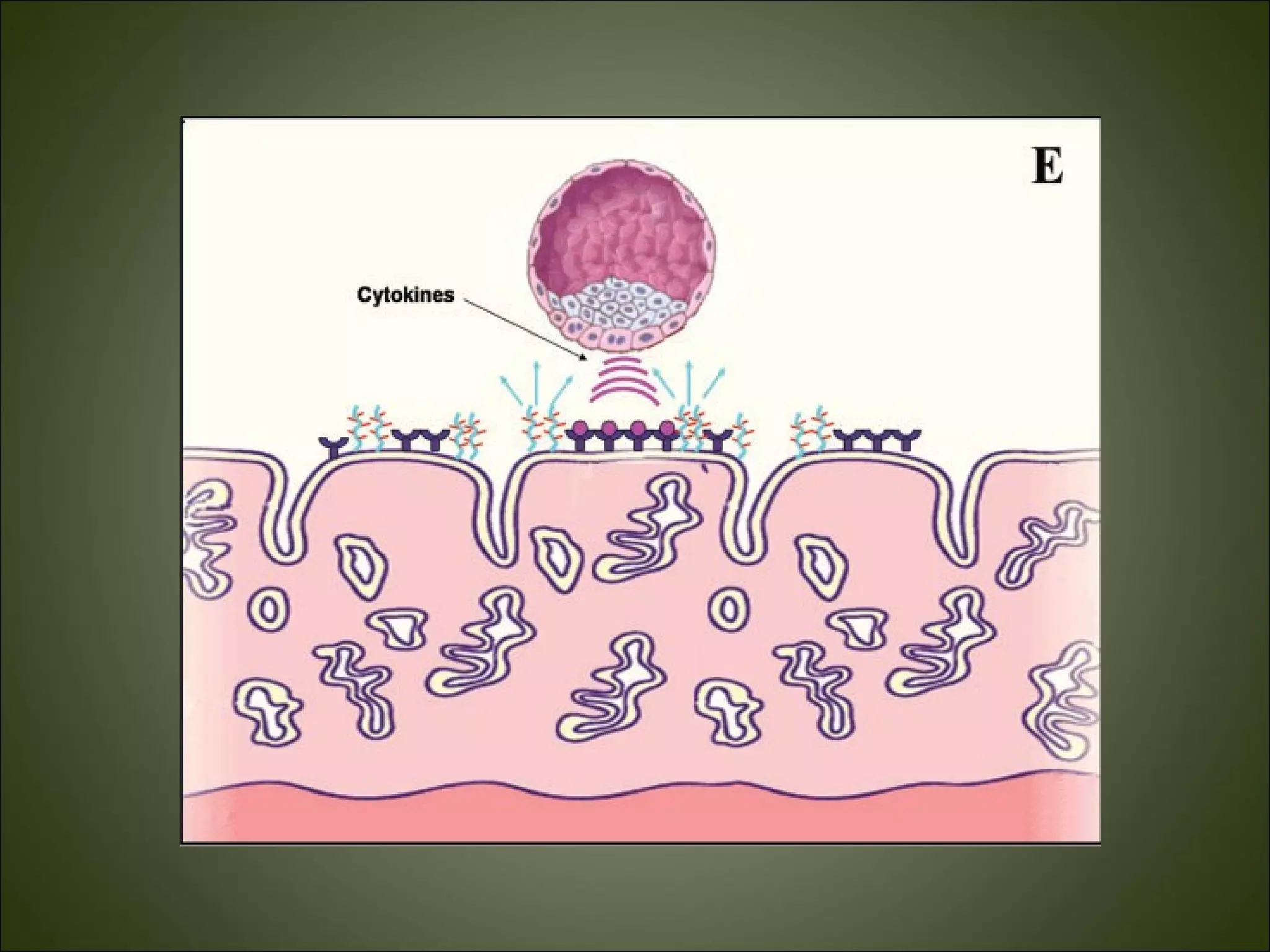 Endometrial receptivity | PPT