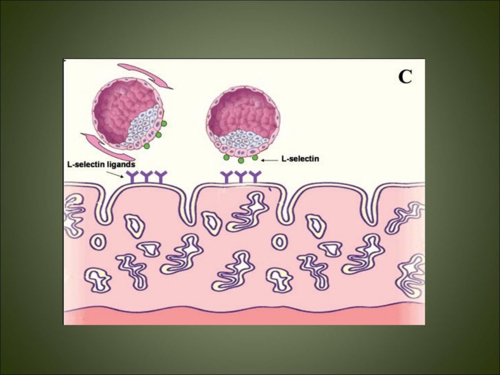 Endometrial receptivity