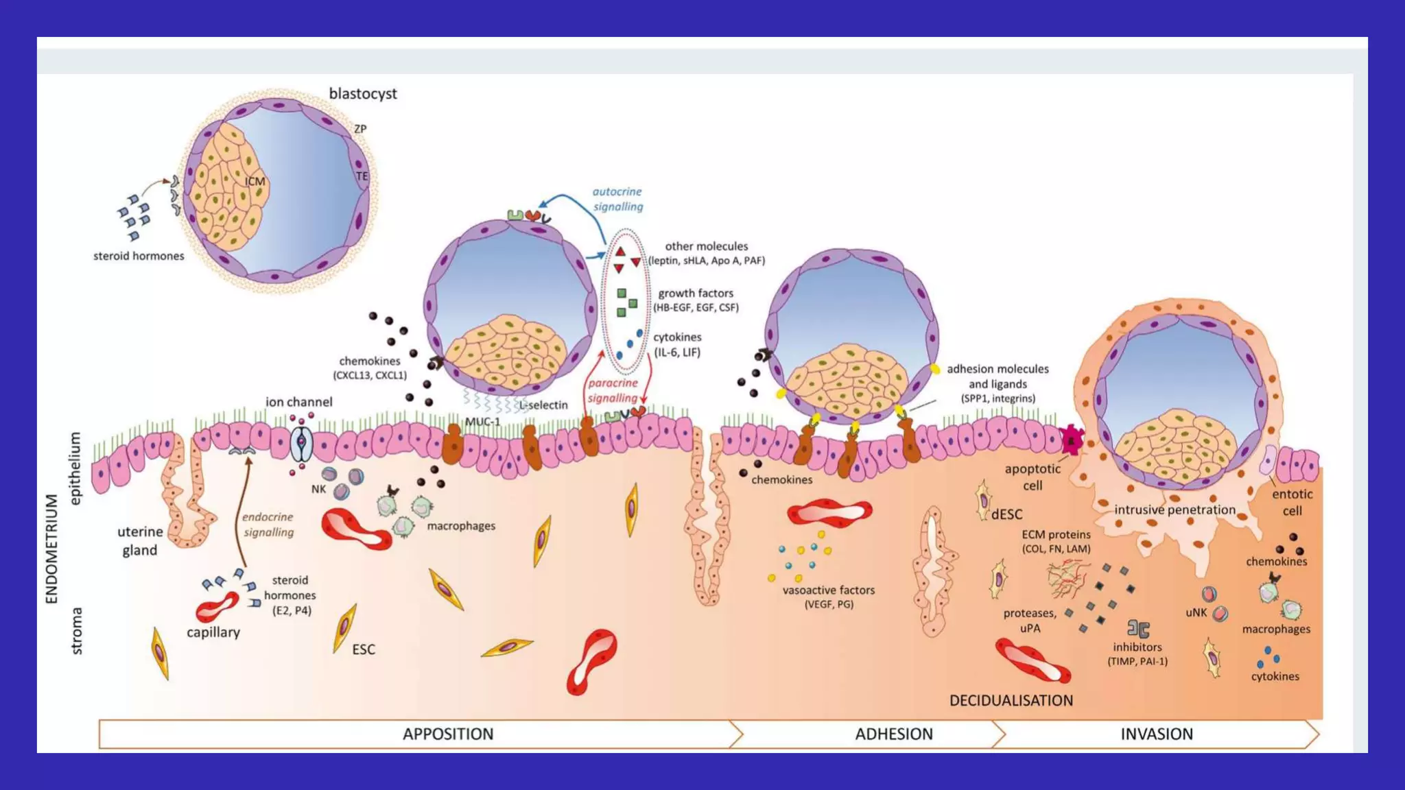Endometrial receptivity | PPTX