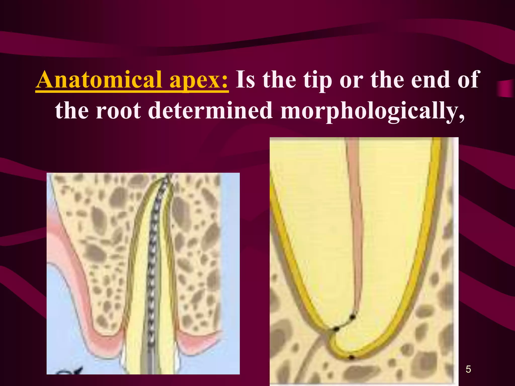 working length estimation in endodontic | PPTX