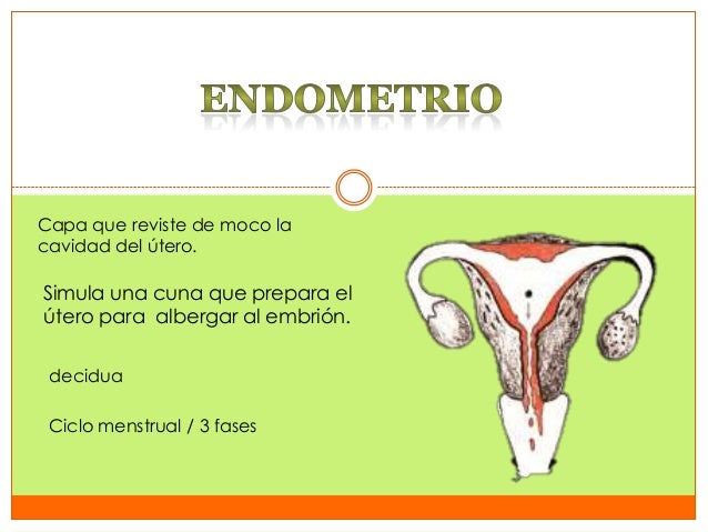 Endometrio