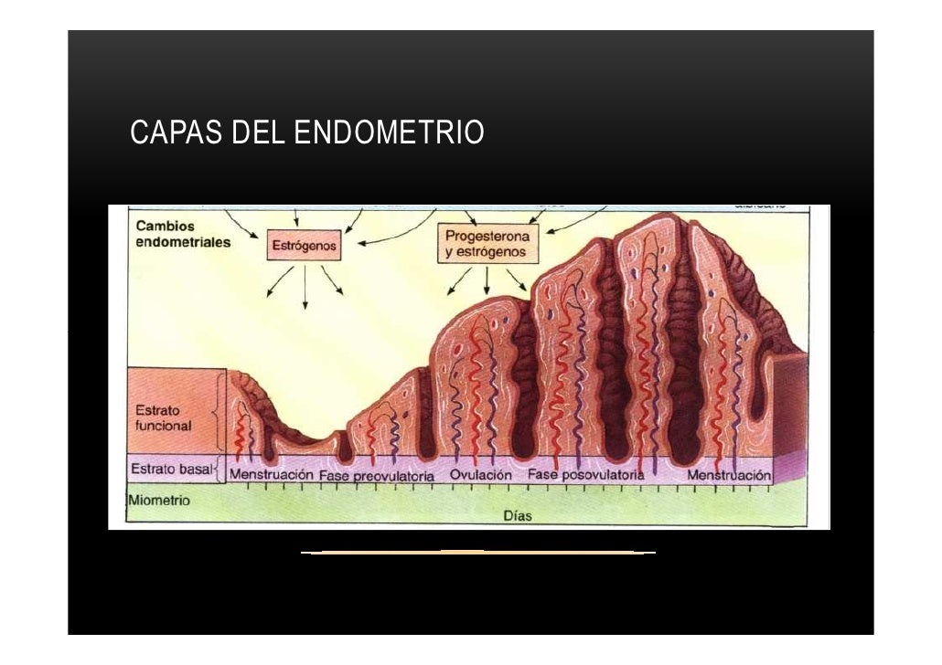 Endometrio trompa uterina ovarios