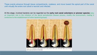 Endo microbiology | PPT
