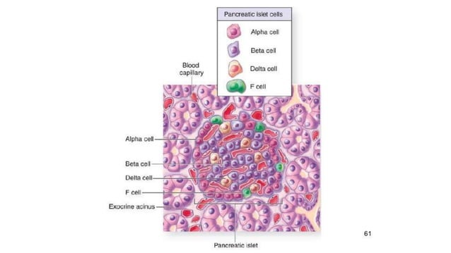 endo new lec power point.pptx