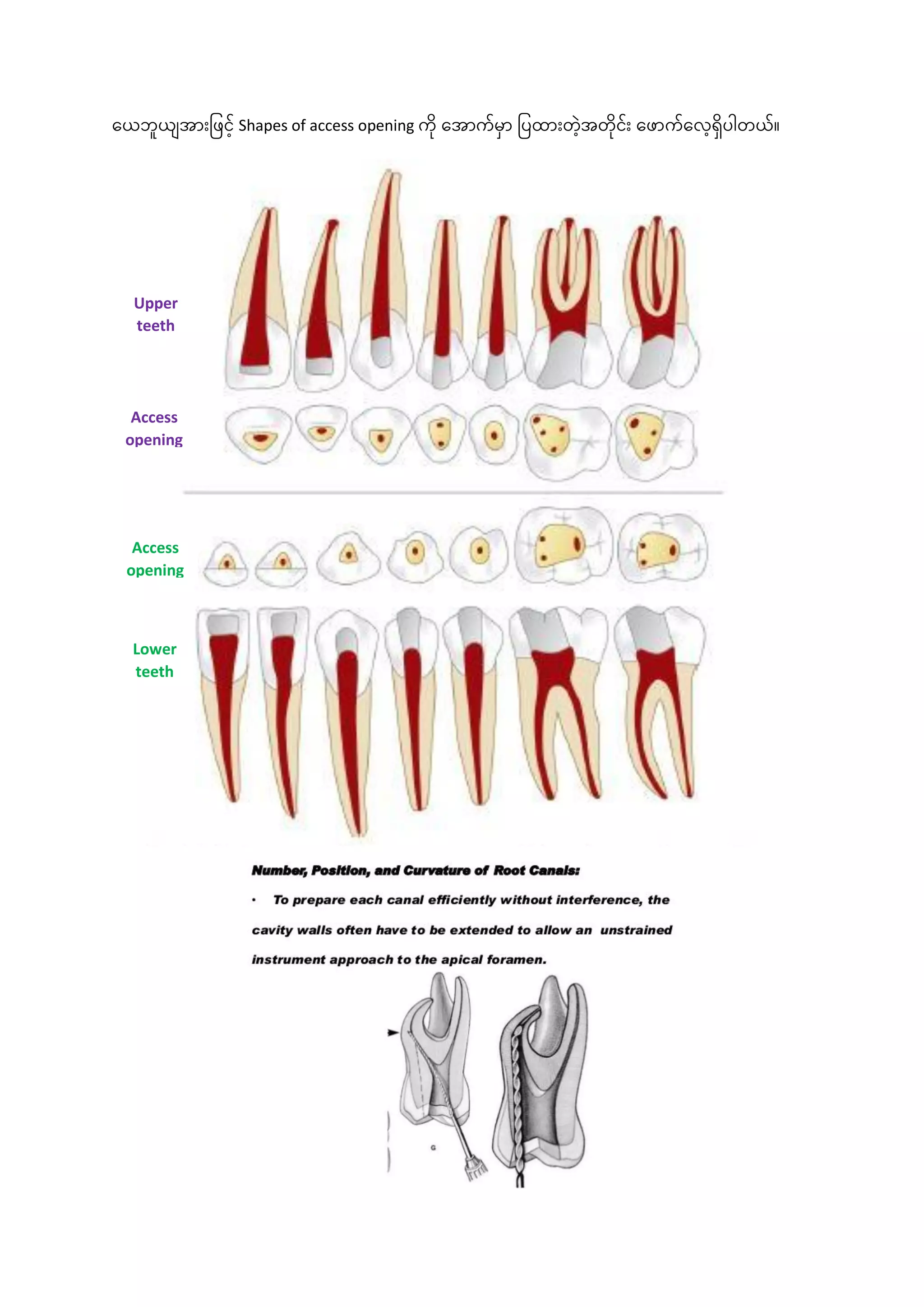 Endo notes (revised18) | PDF