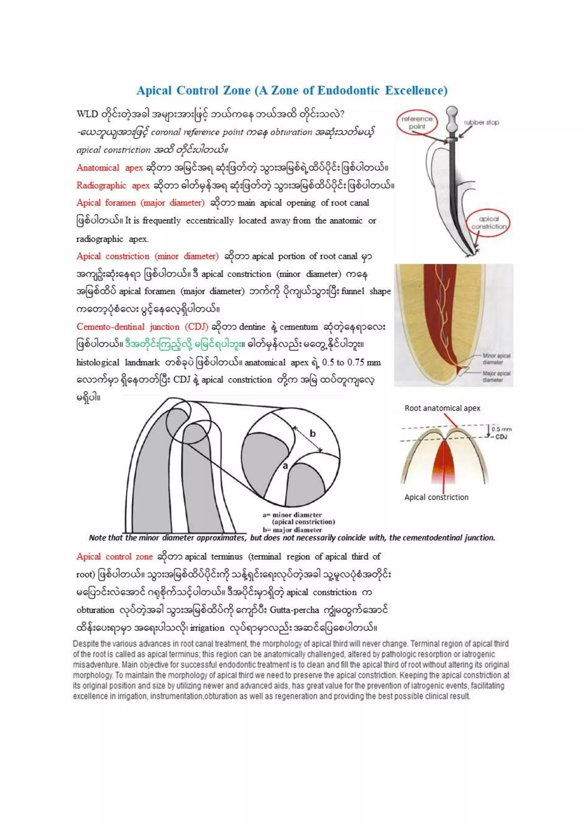 Endo notes (revised18) | PDF