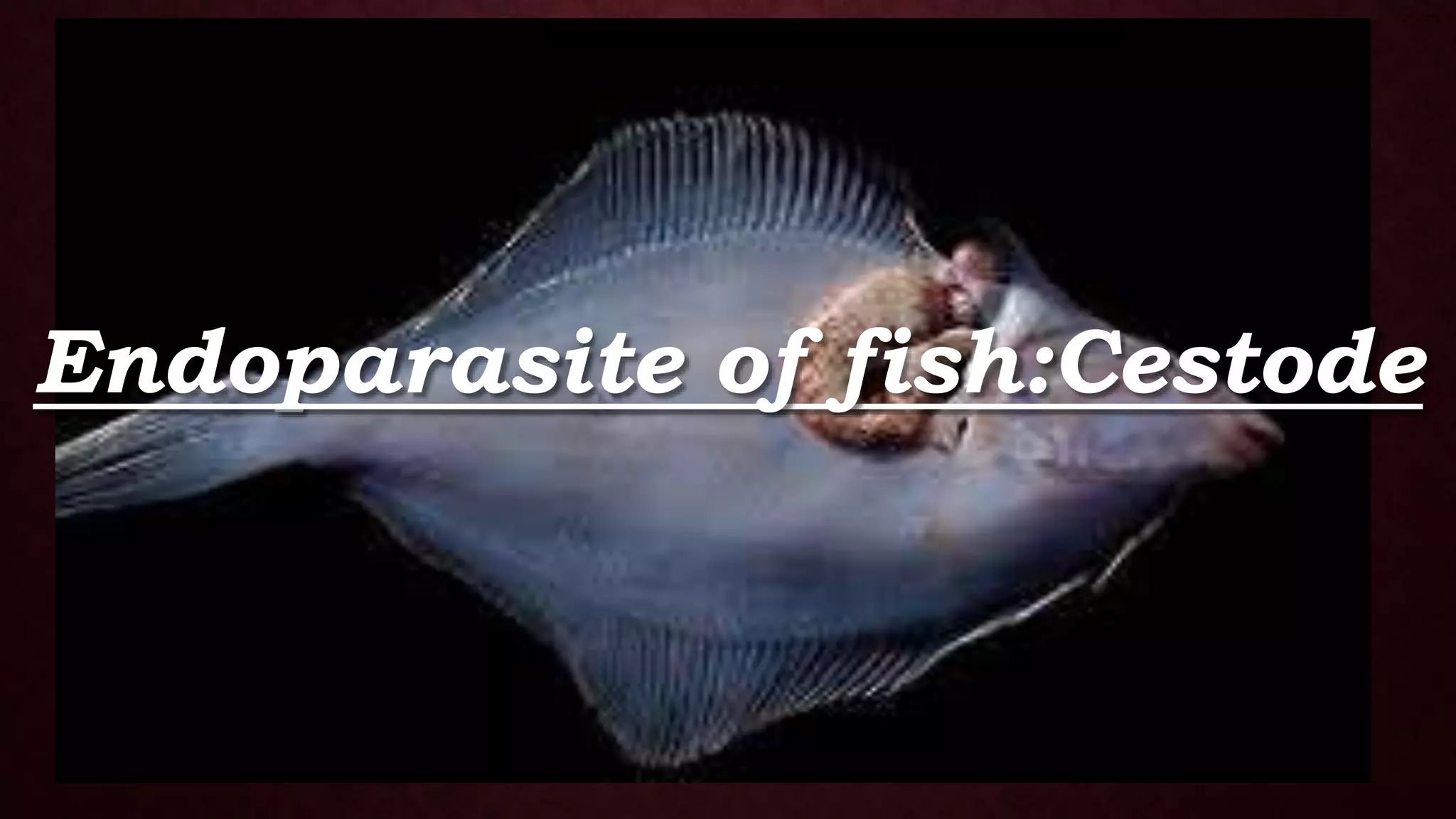 Endoparasite of fish | PPTX | Digestive Disorders | Diseases and Conditions