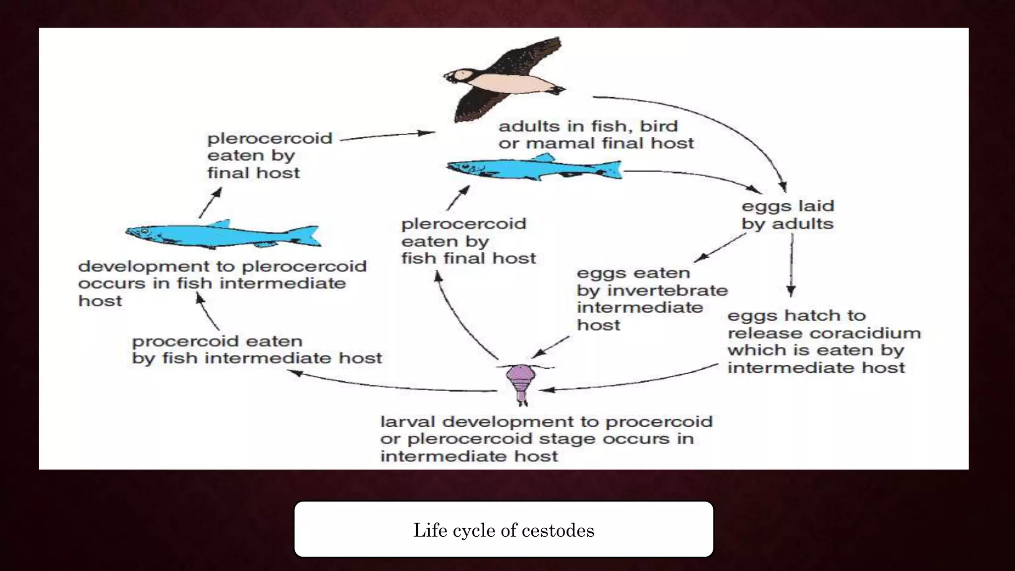 Endoparasite of fish | PPTX