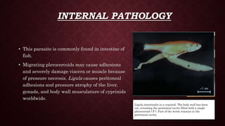Endoparasite of fish | PPTX