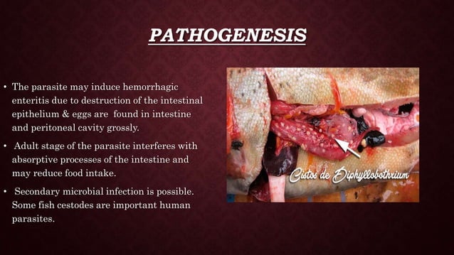 Endoparasite of fish | PPTX | Digestive Disorders | Diseases and Conditions