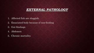 Endoparasite of fish | PPTX