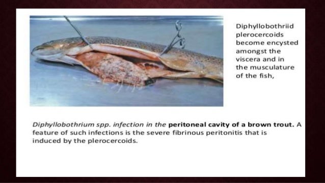 Endoparasite of fish