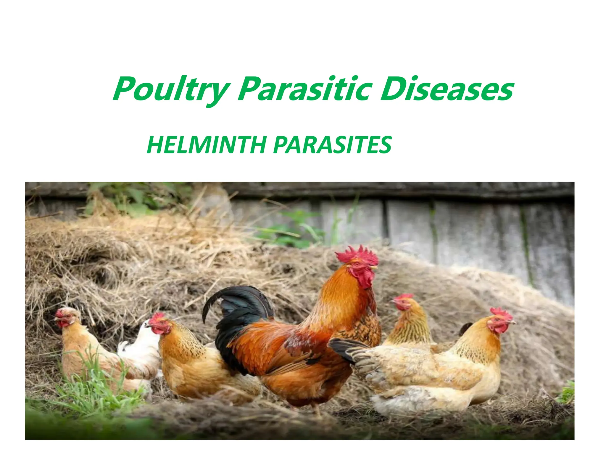 Endoparasite of poultry: Helminth and its effect | PPTX