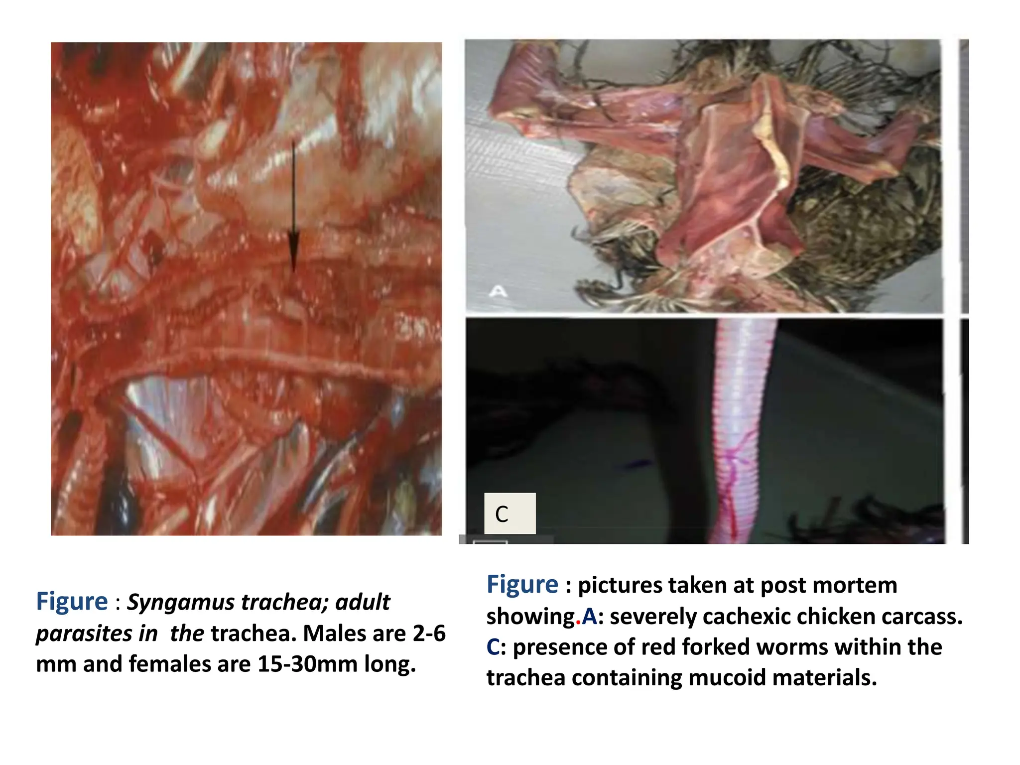 Endoparasite of poultry: Helminth and its effect | PPTX