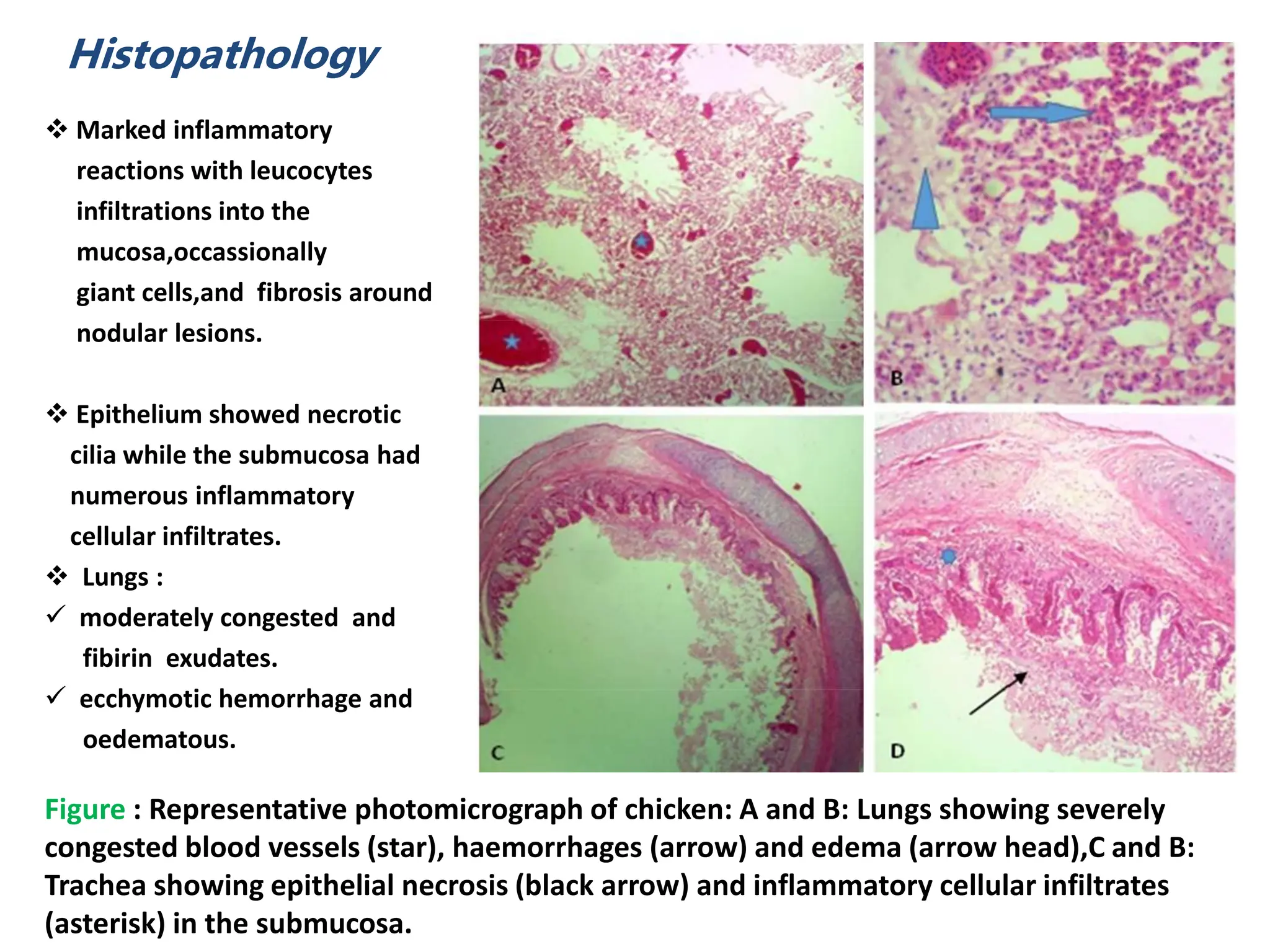 Endoparasite of poultry: Helminth and its effect | PPTX