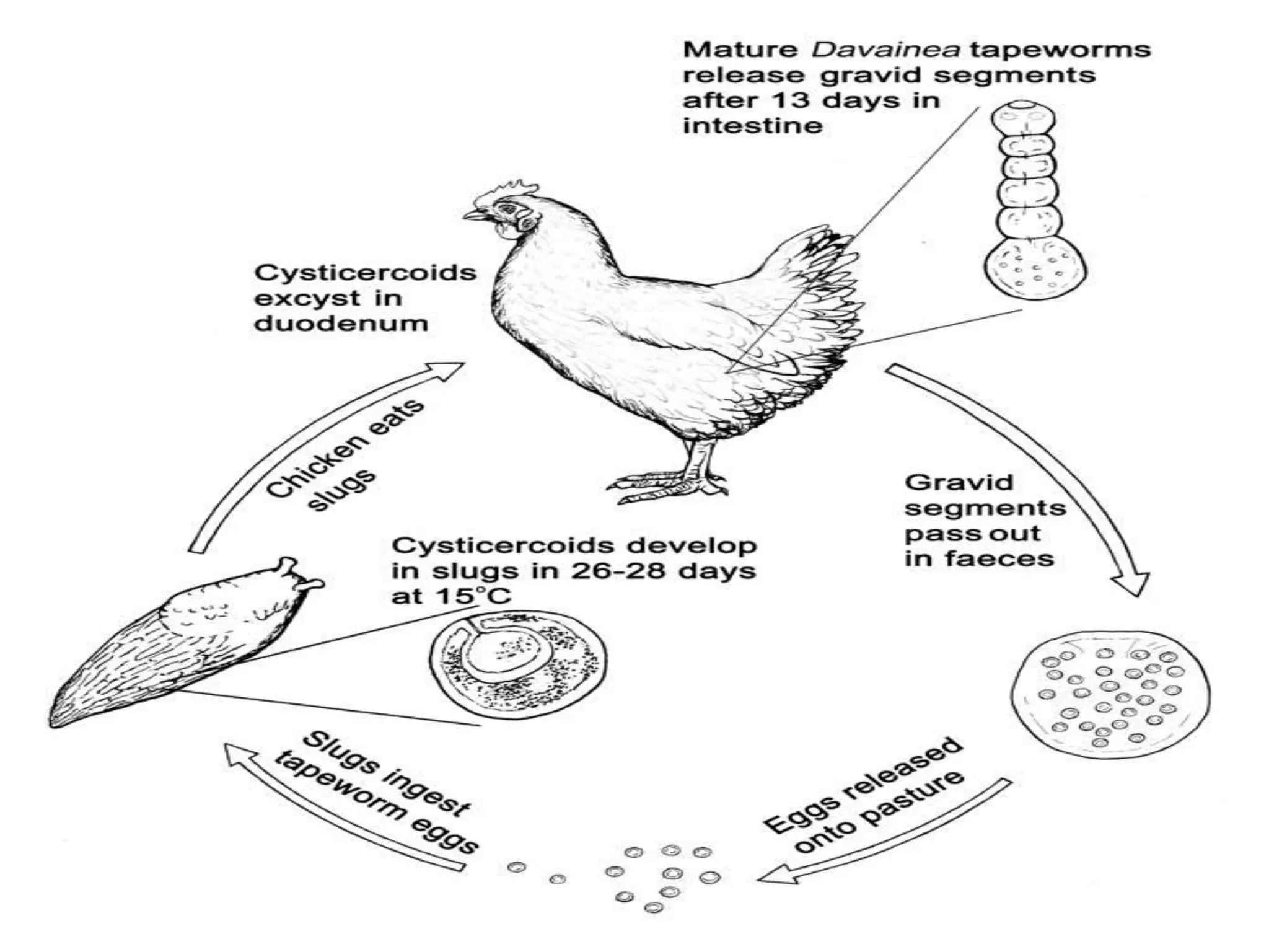 Endoparasite of poultry: Helminth and its effect | PPTX