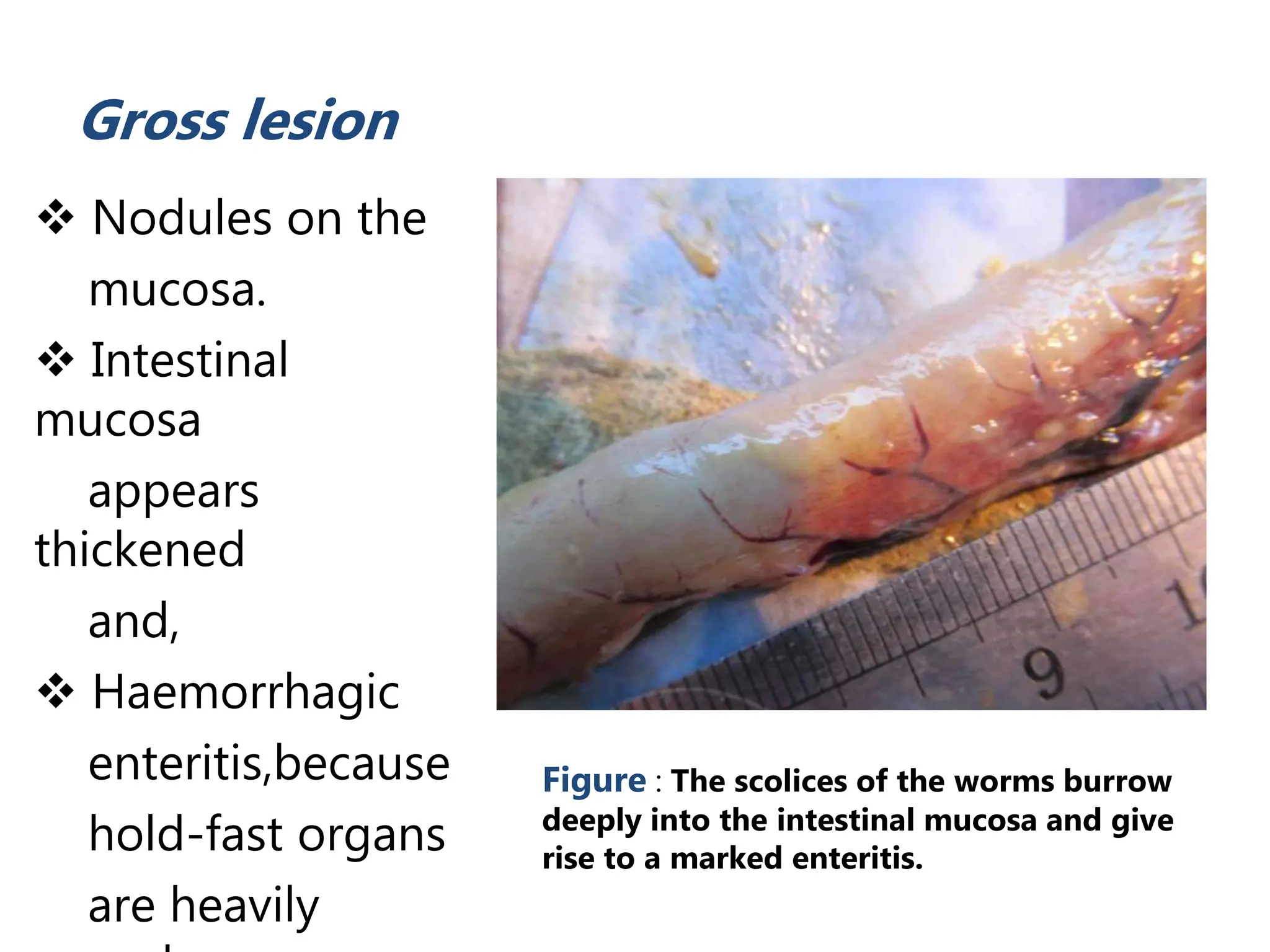 Endoparasite of poultry: Helminth and its effect | PPTX