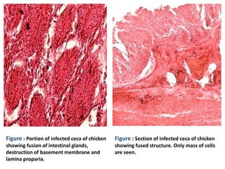 Endoparasite of poultry: Helminth and its effect | PPT