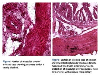 Endoparasite of poultry: Helminth and its effect | PPT