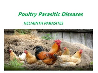 Endoparasite of poultry: Helminth and its effect | PPT