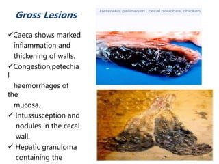 Endoparasite of poultry: Helminth and its effect | PPT