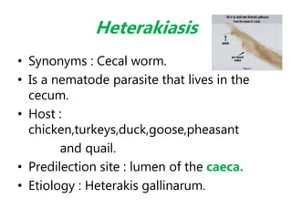 Endoparasite of poultry: Helminth and its effect | PPT