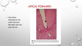 Endo perio relation | PDF