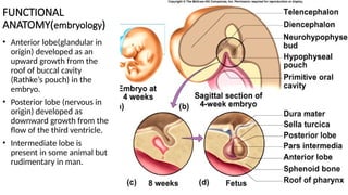 Human Physiology: ENDO PHYSIOLOGY II.pptx