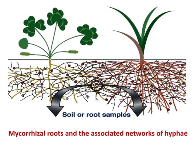 endophyte.pptx | Agriculture | Industries