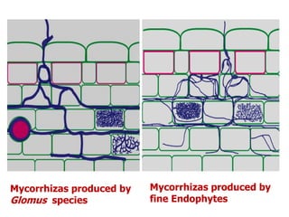 endophyte.pptx