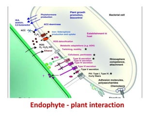 endophyte.pptx | Agriculture | Industries