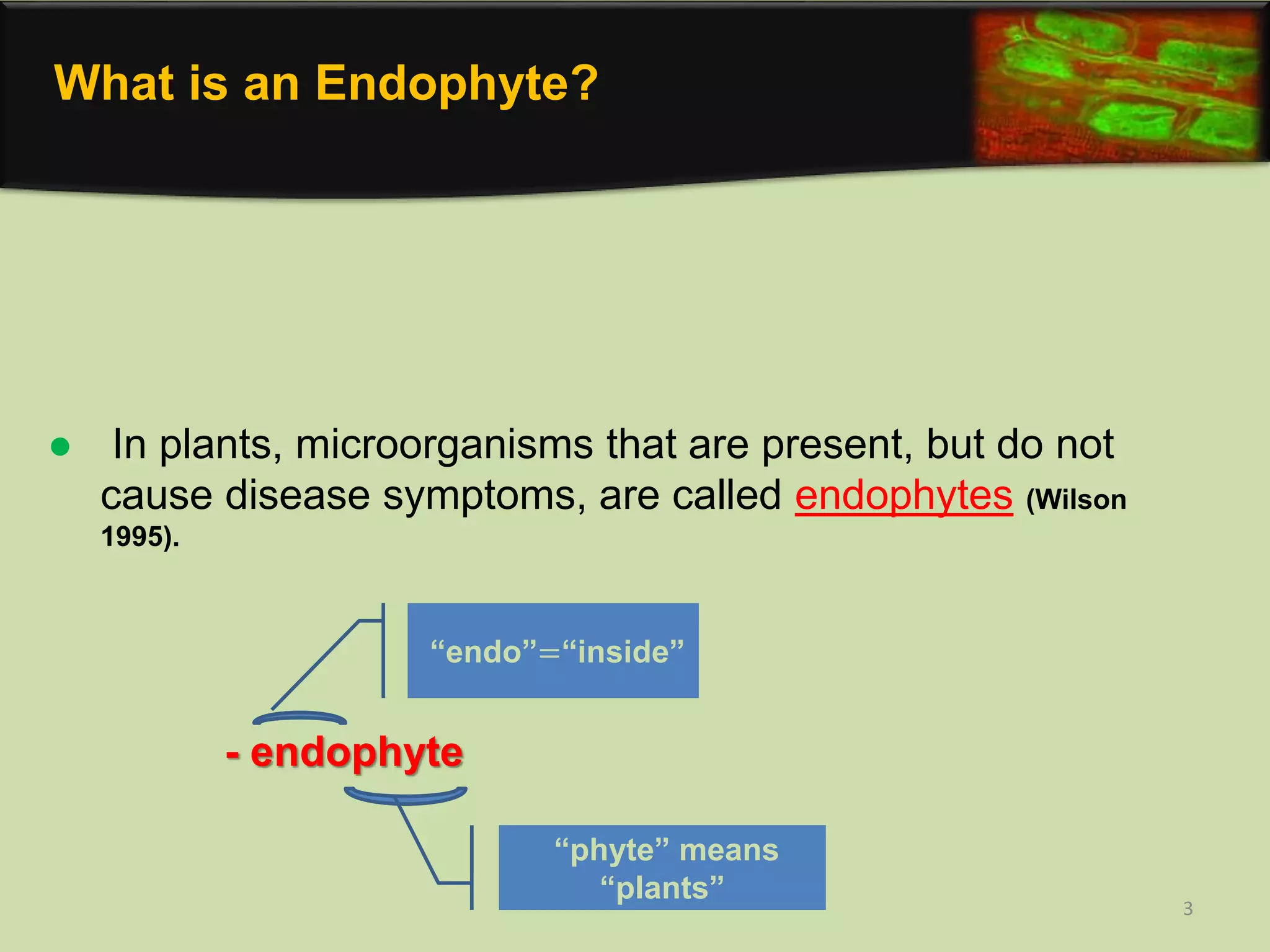 Endophyte(by: elham lasemi PhD of nematology) | PPTX