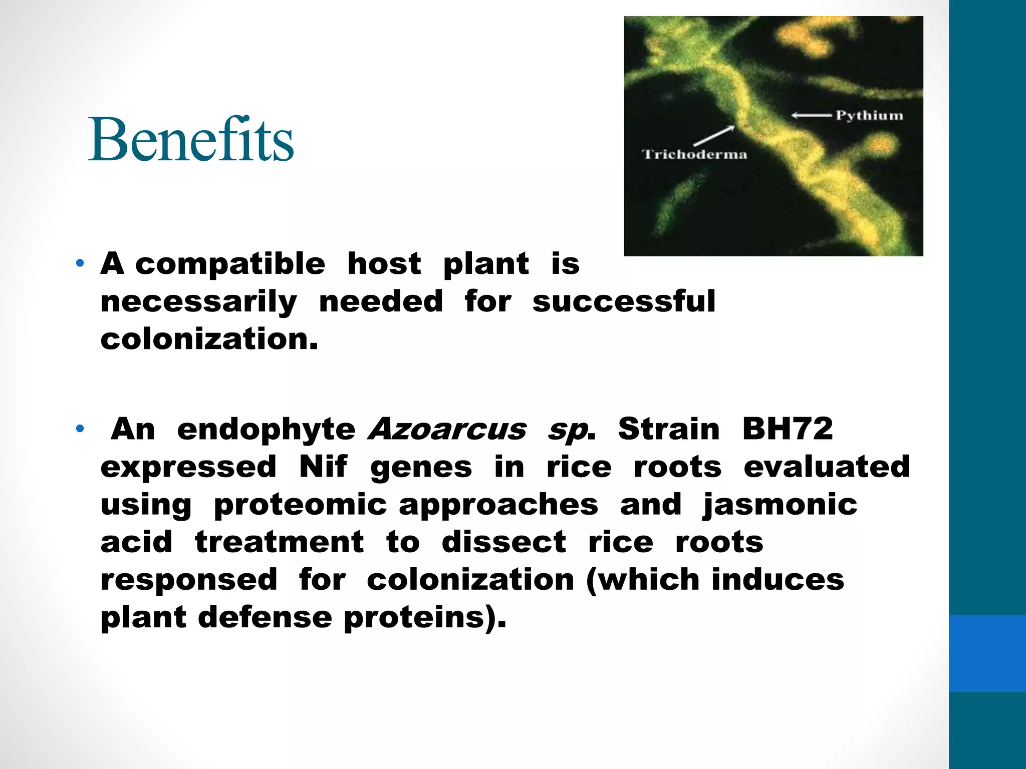 Microbial Endophytes | PPTX