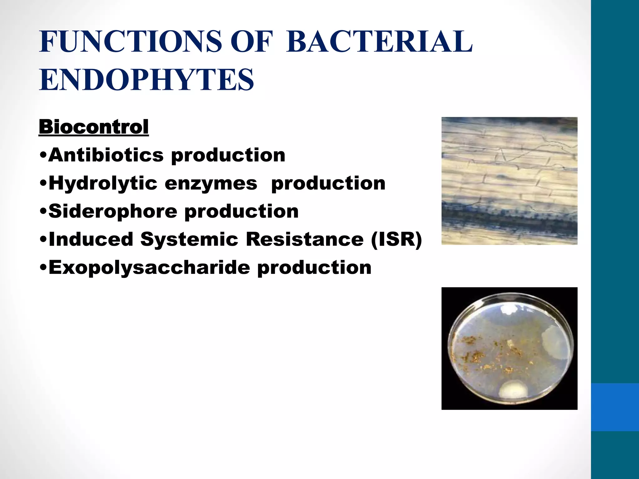 Microbial Endophytes | PPTX