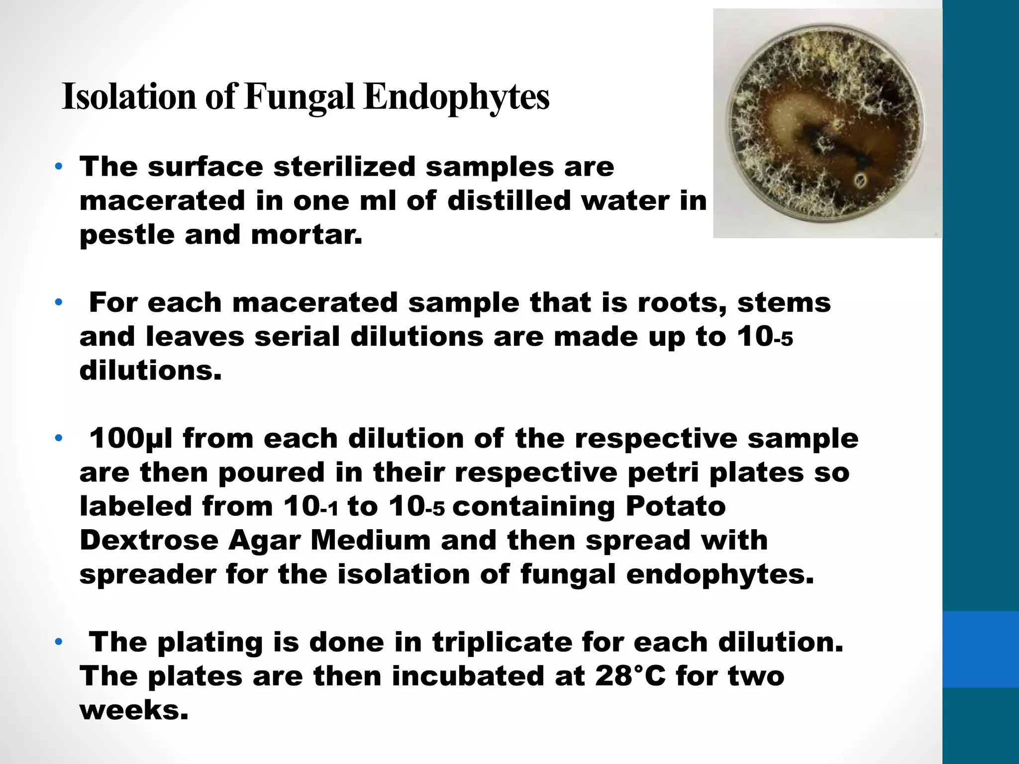 Microbial Endophytes | PPTX