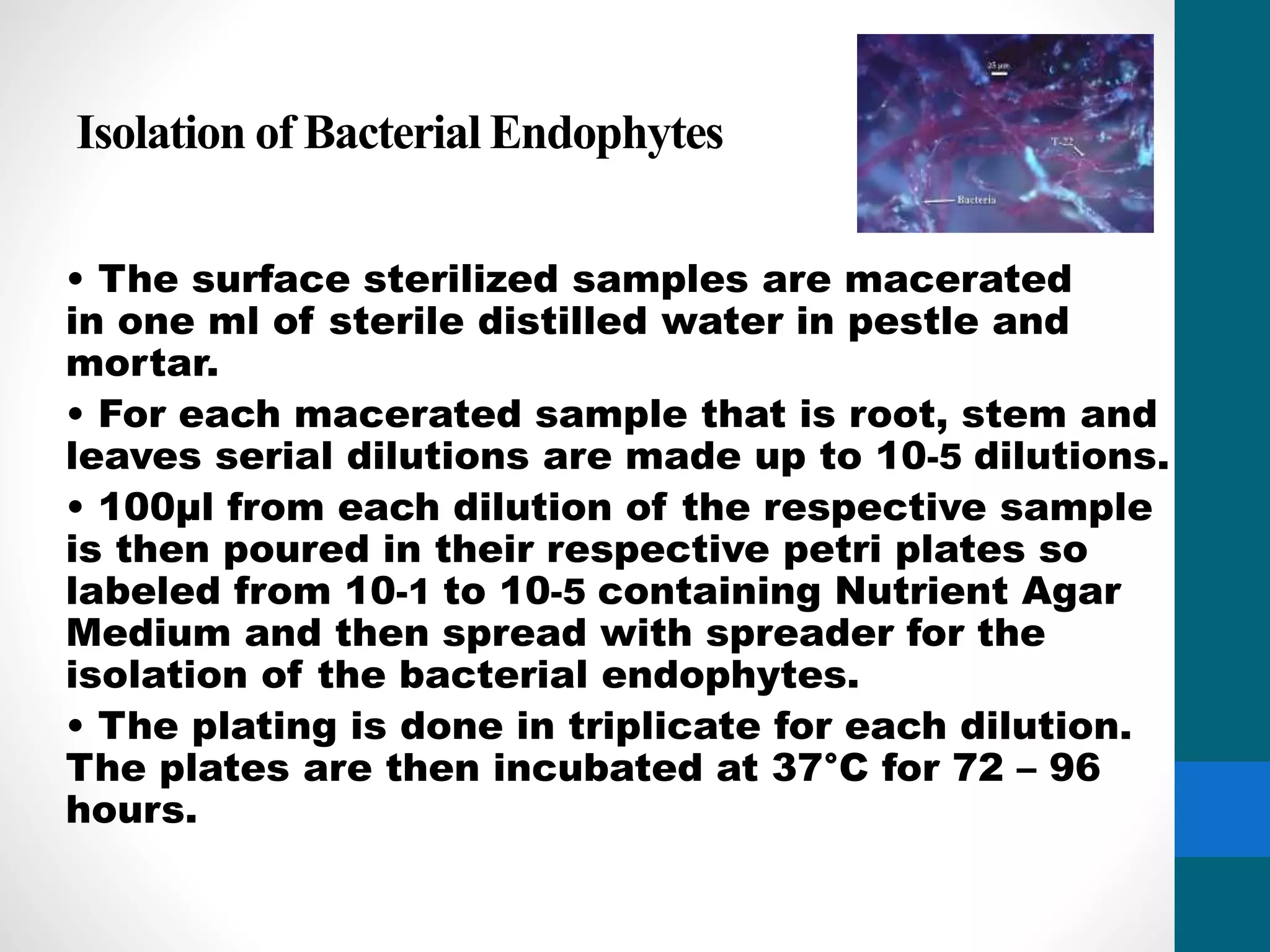 Microbial Endophytes | PPTX