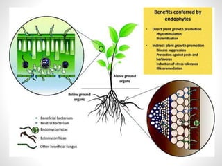 Microbial Endophytes | PPTX