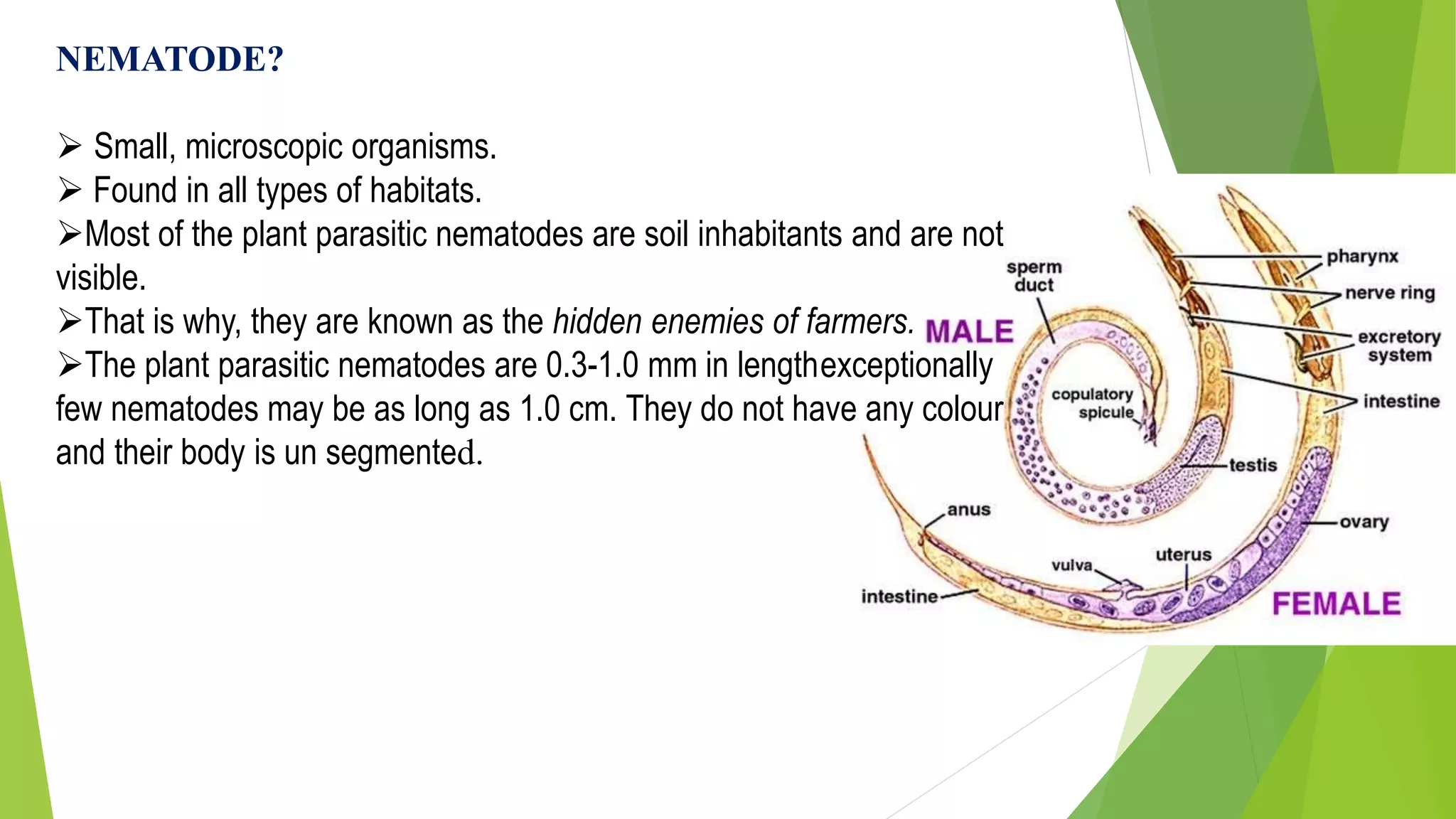 Endophytes for the management of plant parasitic nematode..pptx