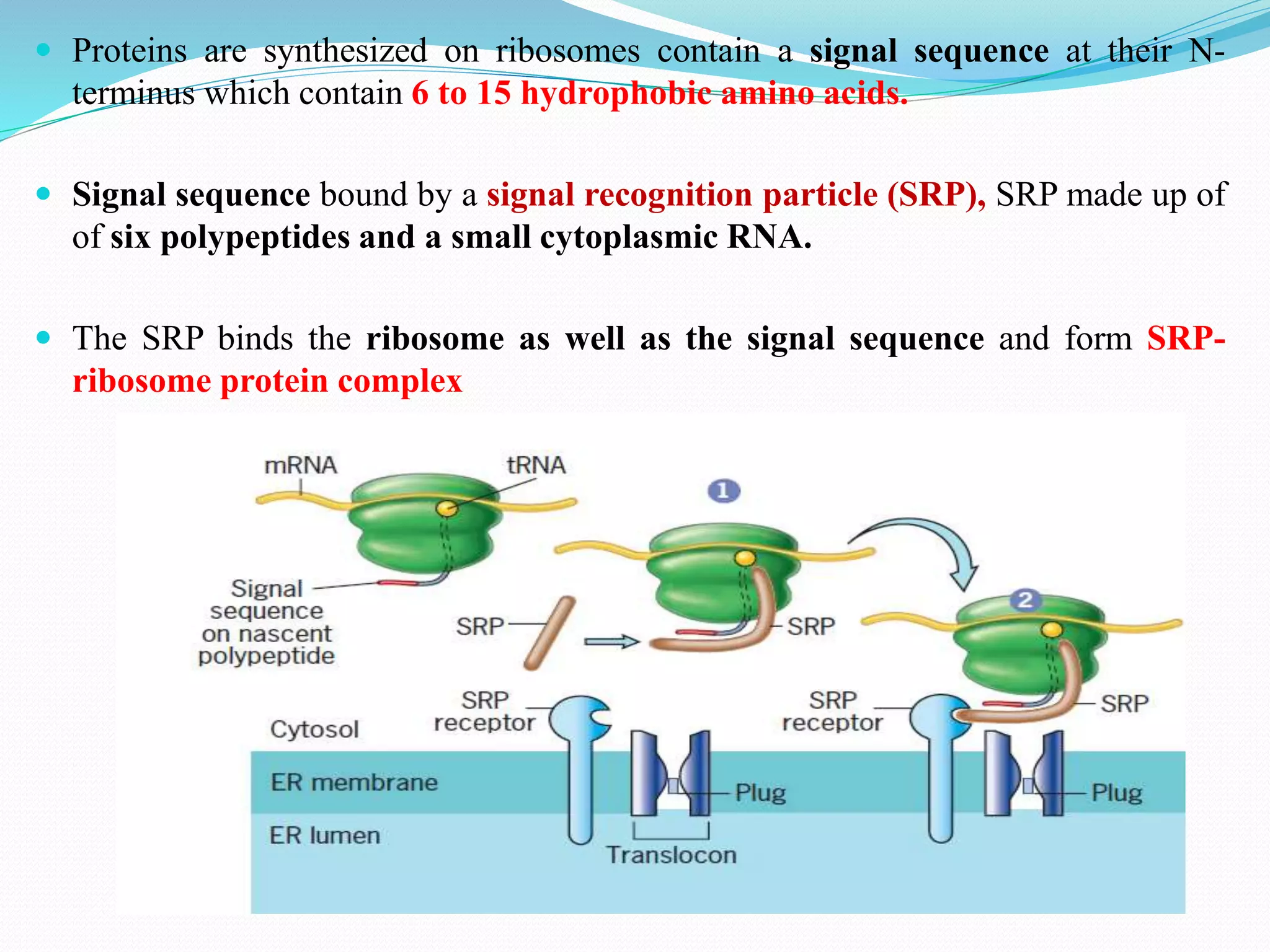 Cell organelles: Endoplasmic reticulum | PPT