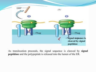 Cell organelles: Endoplasmic reticulum | PPT
