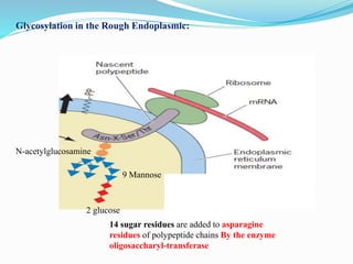 Cell organelles: Endoplasmic reticulum | PPTX