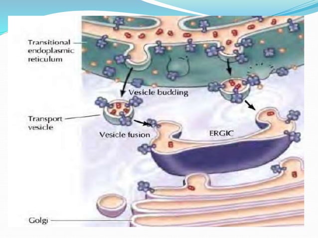 Cell organelles: Endoplasmic reticulum | PPT