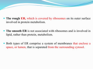 Cell organelles: Endoplasmic reticulum | PPT