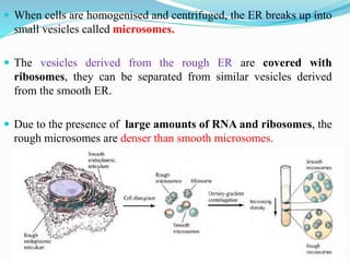 Cell organelles: Endoplasmic reticulum | PPT