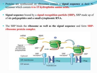Cell organelles: Endoplasmic reticulum | PPT