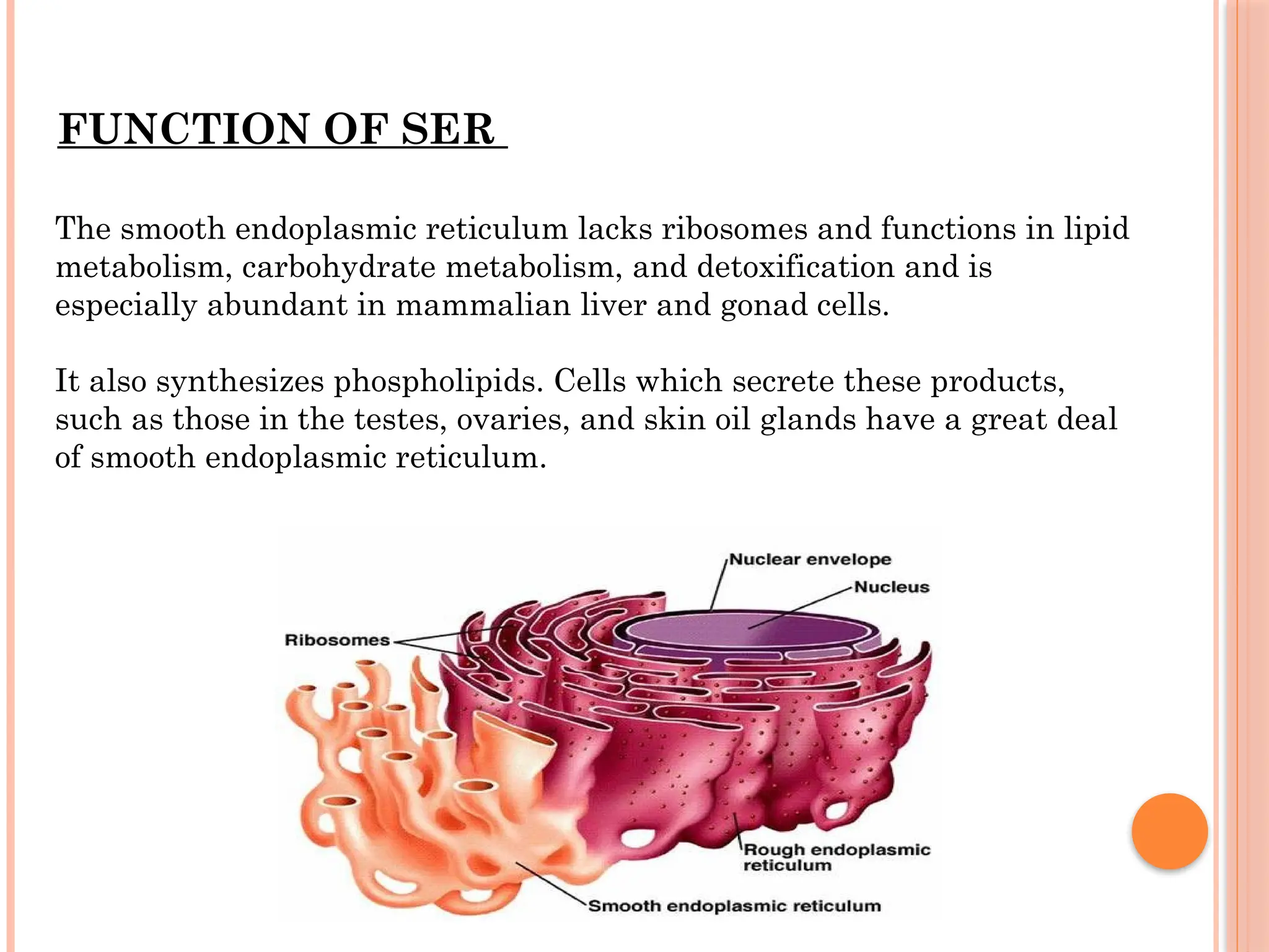 ENDOPLASMIC reticulum based material.pptx