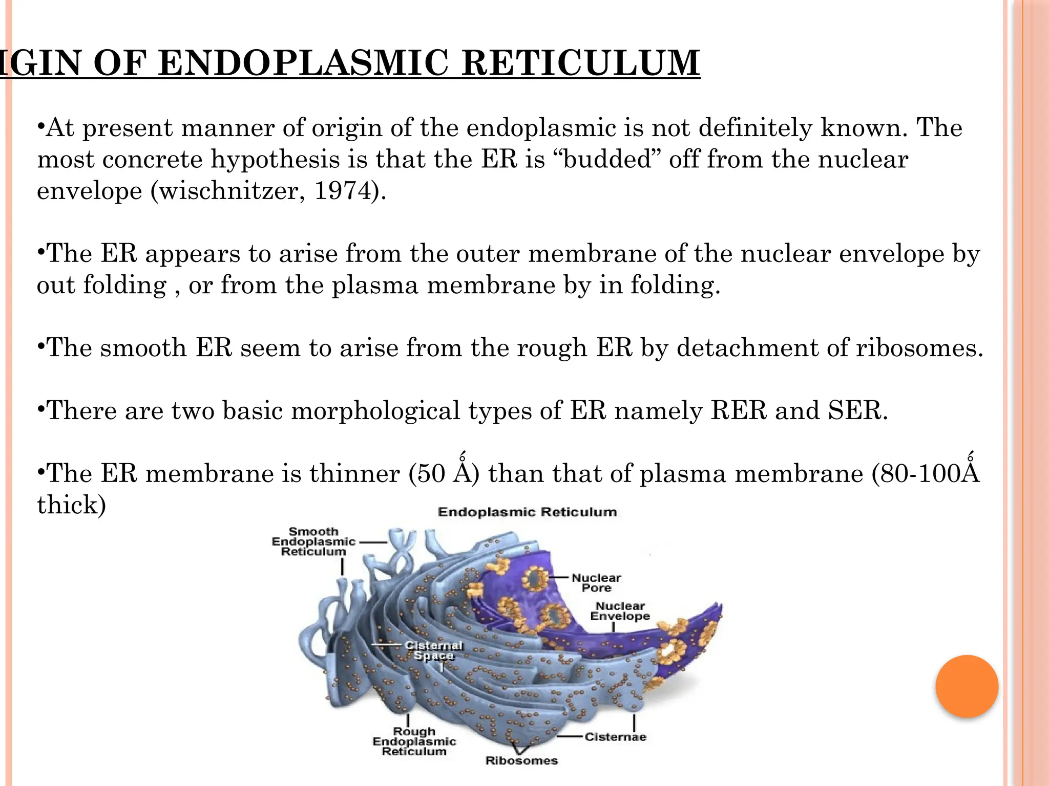 ENDOPLASMIC reticulum based material.pptx
