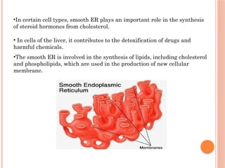 ENDOPLASMIC reticulum based material.pptx