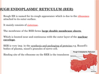 ENDOPLASMIC reticulum based material.pptx